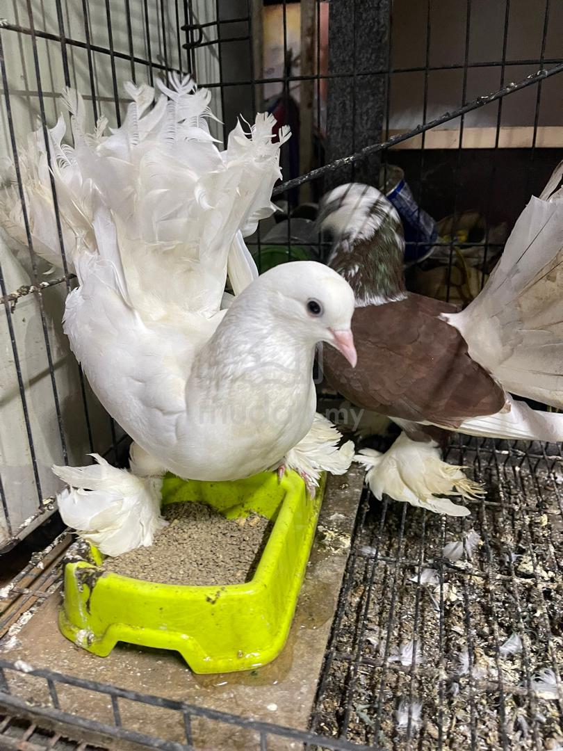 Burung Merpati Kipas