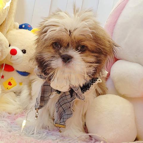 Gorgeous Cute Shih Tzu Puppu Dog Pet *yu.03274 - Pets for sale in ...