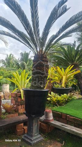 pokok cycas revo - Garden Items for sale in Telok Panglima Garang, Selangor