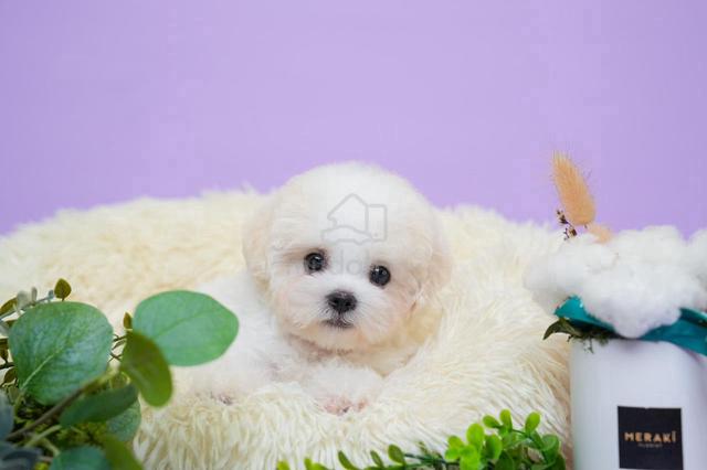 SHY POODLE PUPPY DOG *gf313 - Pets for sale in Bandar Sunway, Selangor