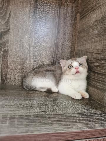 BSH munchkin fold - Pets for sale in Kota Kinabalu, Sabah