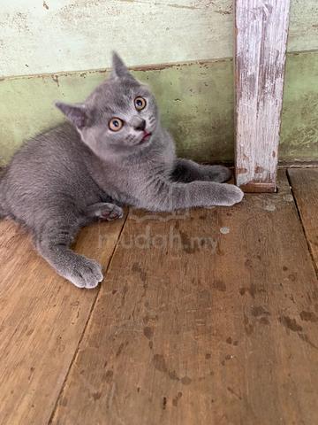 Kucing BSH - Pets for sale in Kota Bharu, Kelantan
