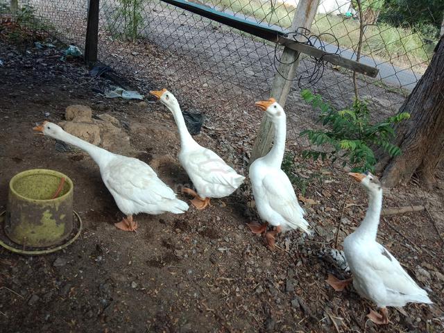Angsa Sepasang - Pets for sale in Kaki Bukit, Perlis