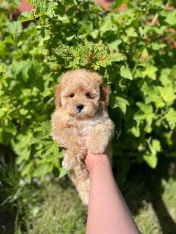 tiny poodle MKA certificate - Pets for sale in Bangsar, Kuala Lumpur