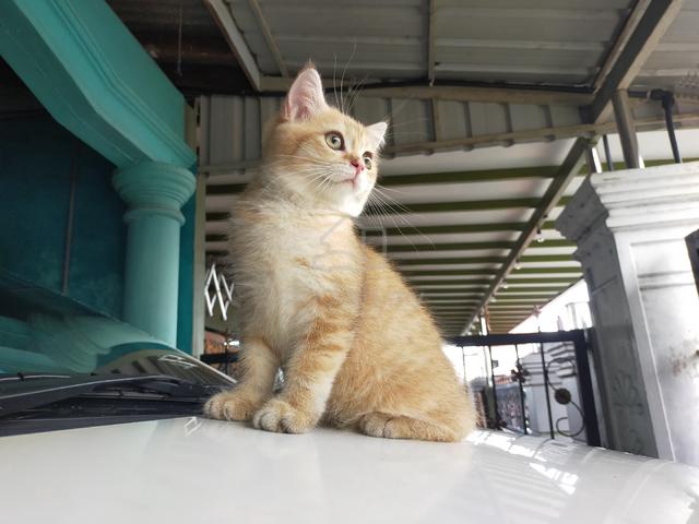 British Short Hair BSH Golden - Pets for sale in Johor Bahru, Johor