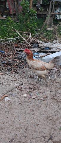 induk ayam kampung asli - Pets for sale in Kota Bharu, Kelantan