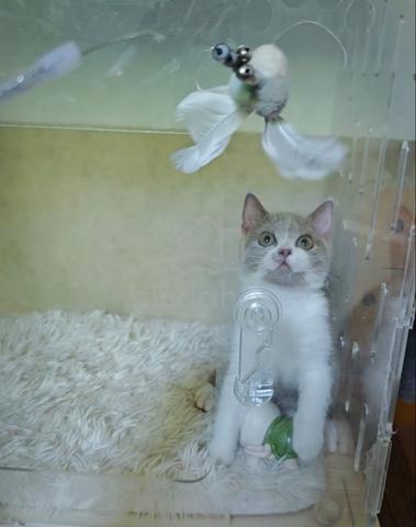 British Shorthair Bicolour Lilac BSH - Pets for sale in Sungai Petani ...
