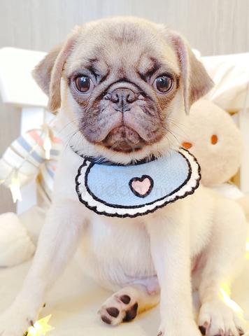 Super Fatty Pug Puppy Dog Pet *yu.0127 - Pets for sale in Puchong, Selangor
