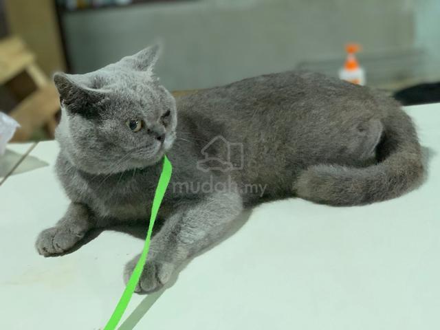 Kucing BSH - Pets for sale in Tanah Merah, Kelantan