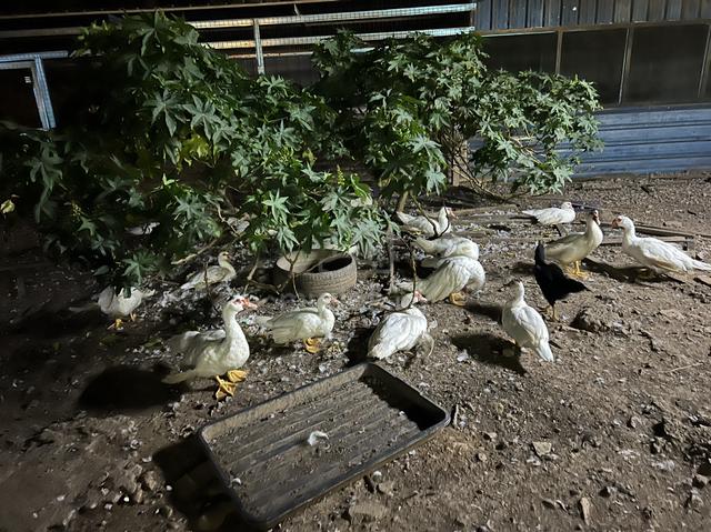 Itik serati/nila - Pets for sale in Melaka Tengah, Melaka