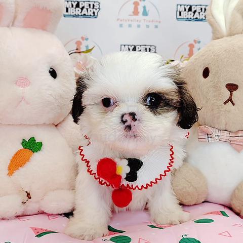 Gorgeous Cute Shih Tzu Puppu Dog Pet *yu.03827 - Pets for sale in ...