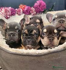 black tan / choco tan coated French Bulldog PU7336 - Pets for sale in ...
