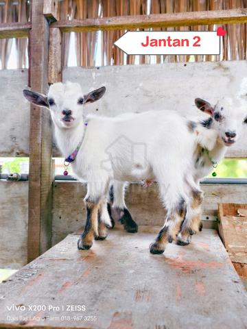 Kambing Mini - Pets for sale in Klang, Selangor