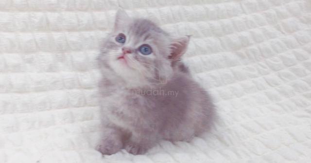 Female Munchkin kitten bsh british shorthair - Pets for sale in Johor ...