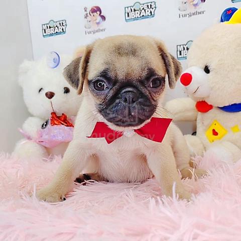 Super Fatty Pug Puppy Dog Pet *yu.0293 - Pets for sale in Puchong, Selangor