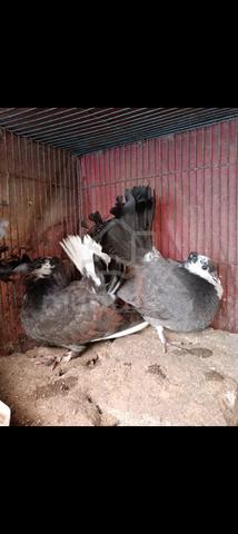 Merpati merak Indian Fantail - Pets for sale in Teluk Intan, Perak