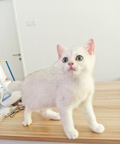 BSH Silver Shaded - Pets for sale in Johor Bahru, Johor