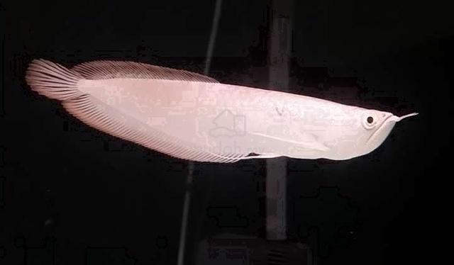 Snow white arowana 12 inch-very rare - Pets for sale in Cheras, Selangor