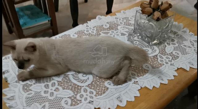Kucing Siam KS005 - Pets for sale in Juru, Penang