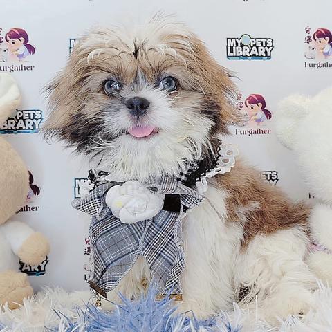 Gorgeous Cute Shih Tzu Puppu Dog Pet *yu.03816 - Pets for sale in ...