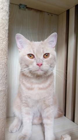 Pure Male BSH - Cream - Pets for sale in Butterworth, Penang