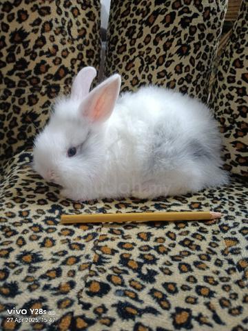 Arnab /!Rabbit Anggora mix - Pets for sale in Shah Alam, Selangor