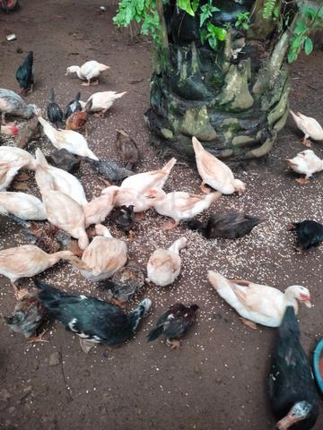 Itik serati putih jantan muda - Pets for sale in Bandar Pusat Jengka ...