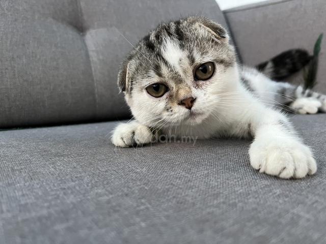 Pure Scottish Fold Female Kitten - Pets for sale in Saujana Utama, Selangor