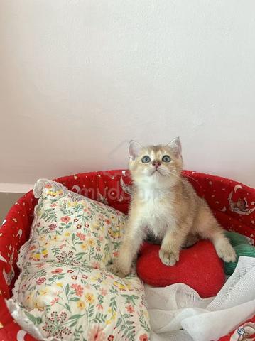 BSH Golden NY11 - Pets for sale in Johor Bahru, Johor
