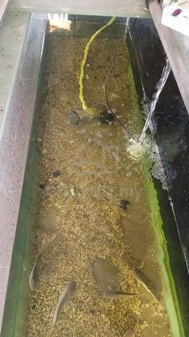 7ft fish aquarium - Pets for sale in Mantin, Negeri Sembilan