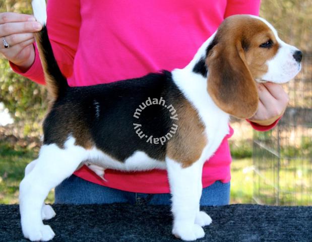 100%Quality Pure bred Quality Beagle 5weeks - Pets for sale in Seremban ...