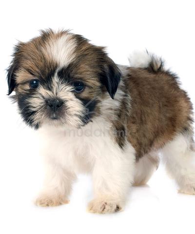 C13 big shih tzu puppy dog - Pets for sale in Puchong, Kuala Lumpur