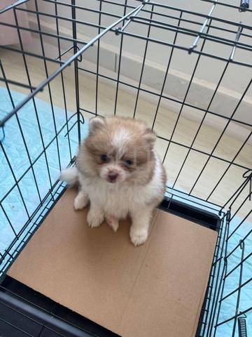 Pomeranian Parti Color Male Puppy - Pets for sale in Georgetown, Penang