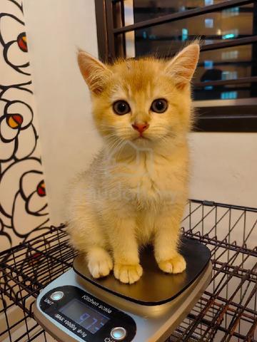 BSH golden Male - Pets for sale in Bukit Jalil, Kuala Lumpur