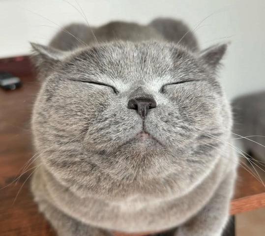 Bsh Blue british short hair - Pets for sale in Bukit Mertajam, Penang