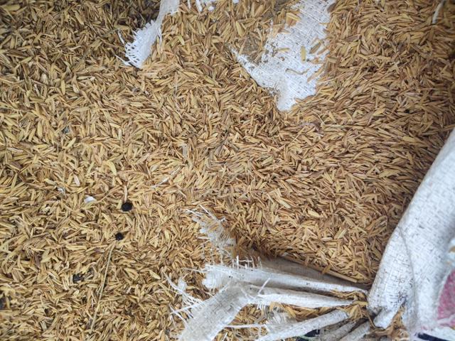 Sekam padi mentah guni besar 6883 - Others for sale in Ketereh, Kelantan