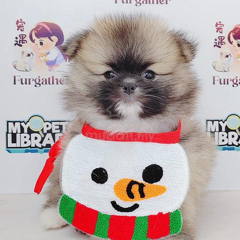 Super Small Tiny Mini Pomeranian Puppy Dog *MJ80 - Pets for sale in ...