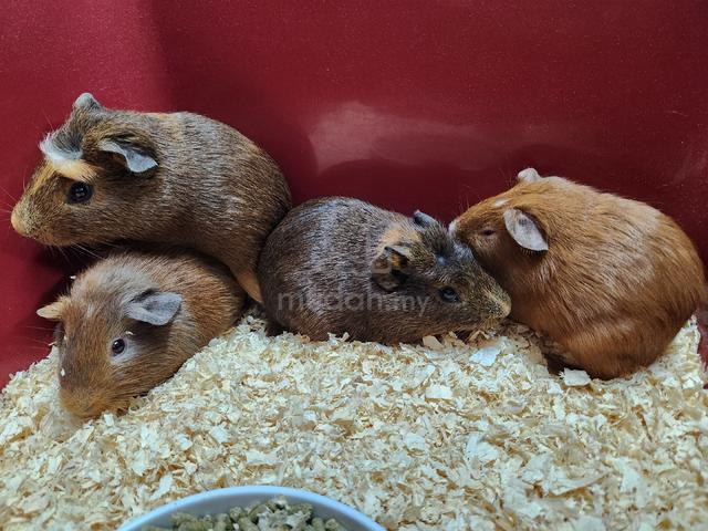 Guinea Pig / Tikus Belanda - Pets for sale in Ampang, Selangor