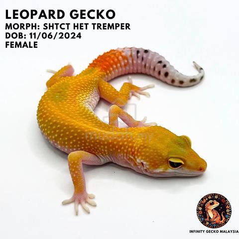 Leopard Gecko Malaysia SHTCT Super Hypo Tangerine - Pets for sale in ...