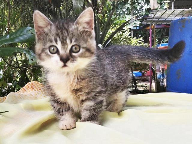 Short-Legged Tabby Munchkin Kitten - Pets for sale in Kuching, Sarawak
