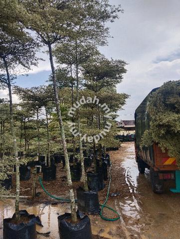 Pokok Bucida Batik 8 kaki 9 kaki - Garden Items for sale in Cheras ...