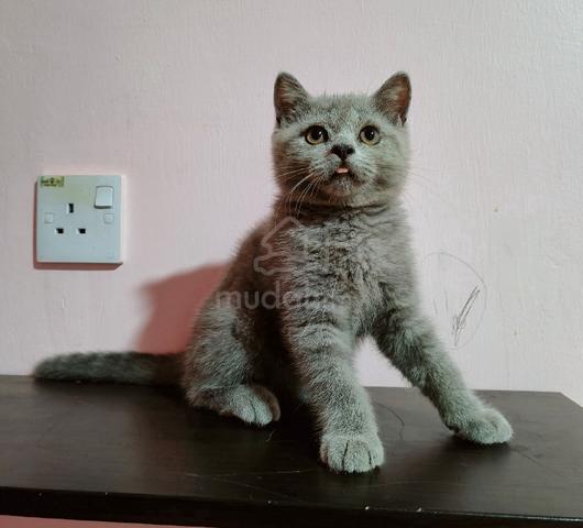 Kitten Bsh Blue murah - Pets for sale in Others, Pahang
