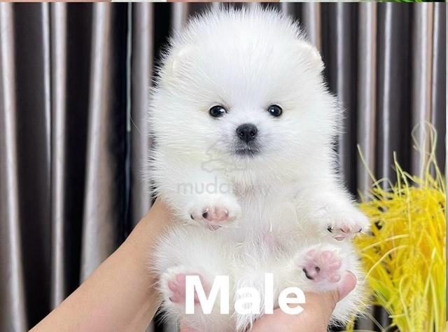 Pure White Male Tiny Pomeranian Homebreed - Pets for sale in Georgetown ...