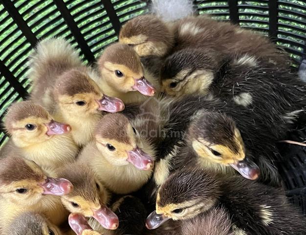 itik duck muscovy serati nila - Pets for sale in Sungai Bakap, Penang