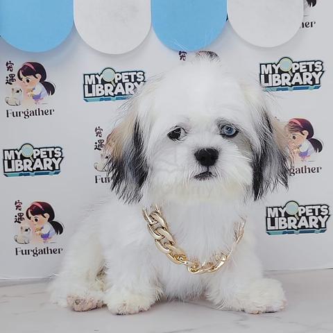 Gorgeous Cute Shih Tzu Puppu Dog Pet *yu.03688 - Pets for sale in ...
