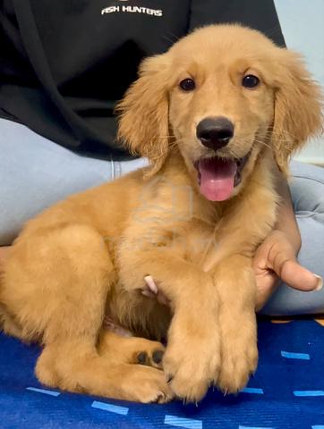 Golden Retriever Big Bone - Pets for sale in Batu Caves, Selangor