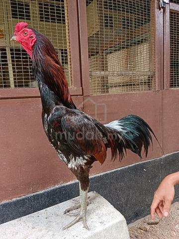 Ayam Pama Ninja - Pets for sale in Ketereh, Kelantan