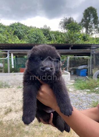 Big Big German Shepherd GSD*UA163 - Pets for sale in Puchong, Selangor