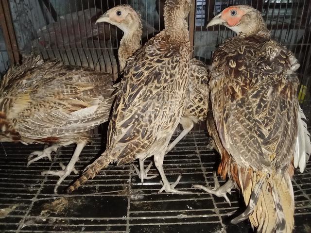 Burung Kuang - Pets for sale in Kuala Kangsar, Perak
