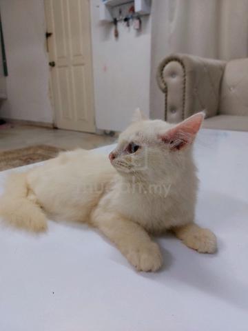 Kucing Dlh putih - Pets for sale in Nilai, Negeri Sembilan